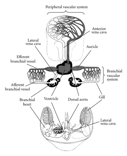 Xenobiology 1: The Time Lords – The Tides of Time
